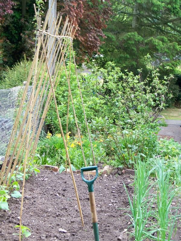 runner-bean-frame-in-grow-your-own-page-2-of-2